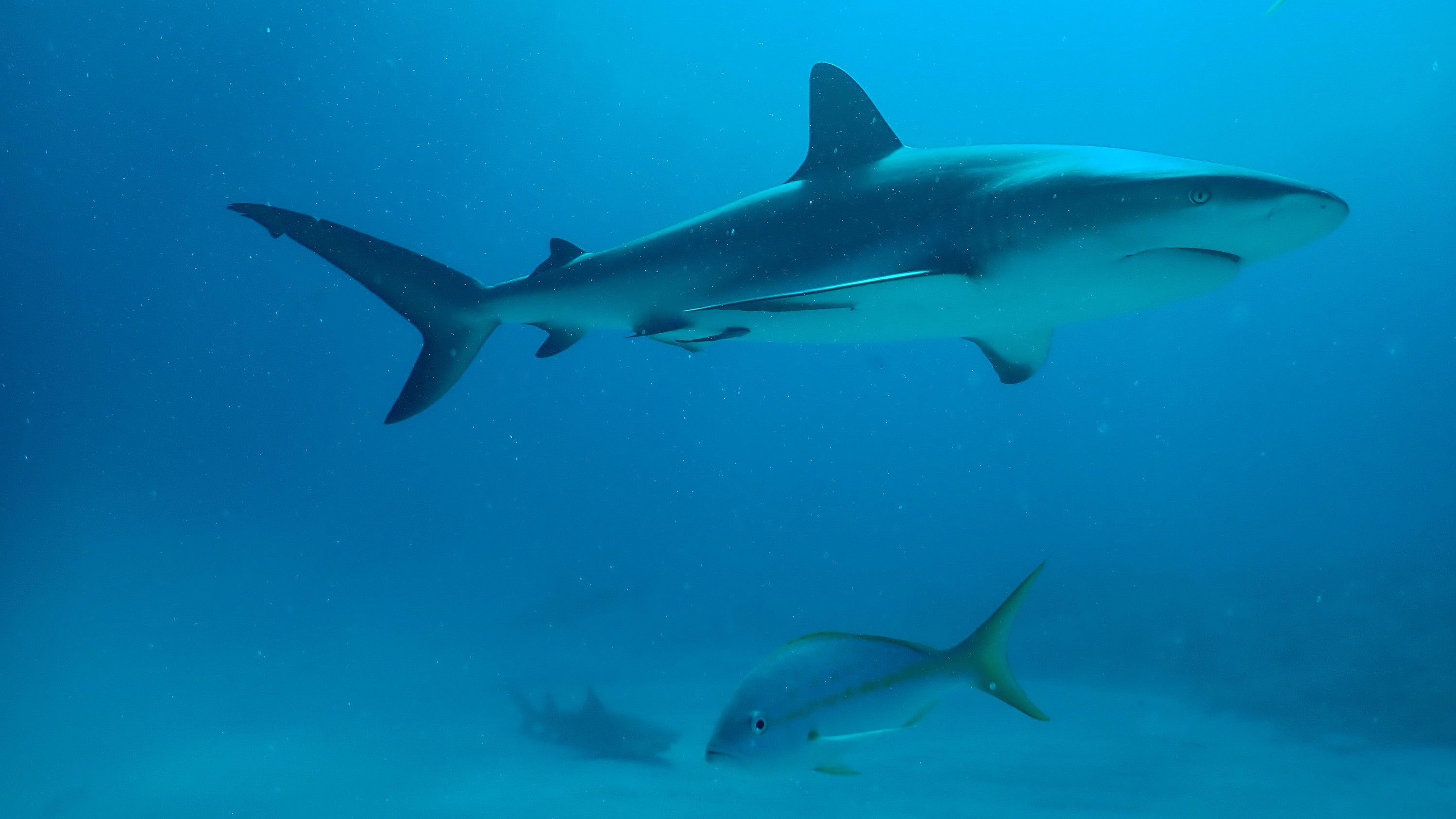 National Geographic’s SHARKFEST announces 2023 line-up